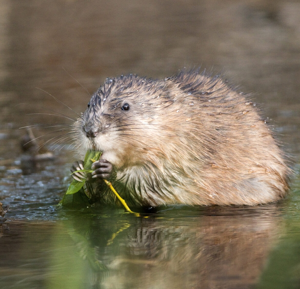 Wildlife Removal Services in Leland | Up North Wildlife Control